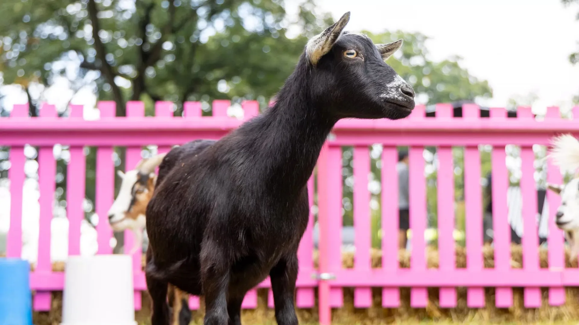 Goats Give Back - Junior Golf
